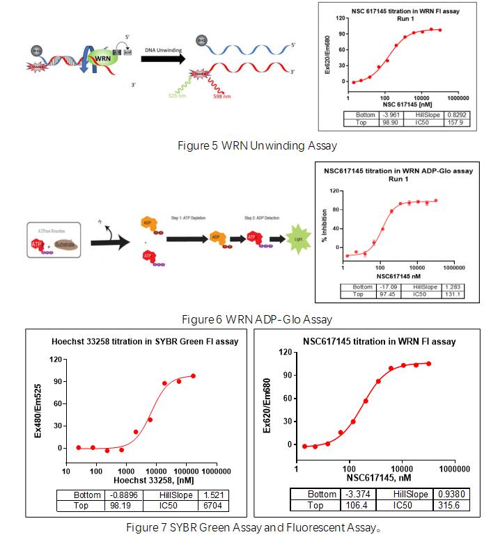 Cell panel screening_immune assay testing_western blot testing_Cell ...
