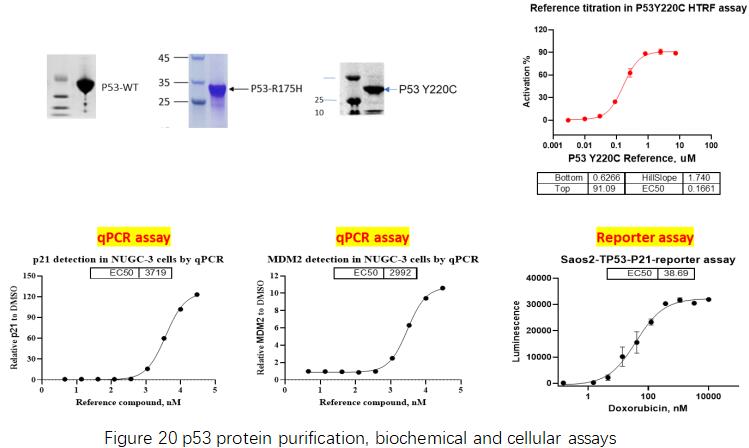 Cell panel screening_immune assay testing_western blot testing_Cell ...