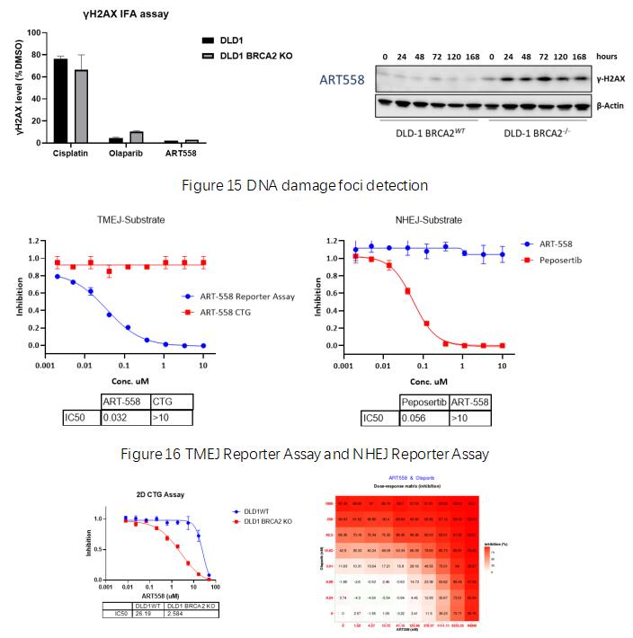 Cell panel screening_immune assay testing_western blot testing_Cell ...