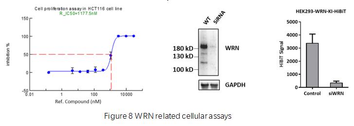 Cell panel screening_immune assay testing_western blot testing_Cell ...