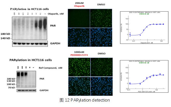 Cell panel screening_immune assay testing_western blot testing_Cell ...